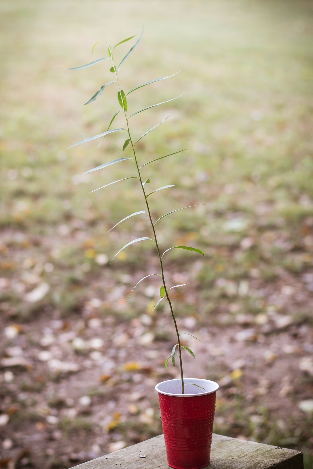 Weeping Willow Tree (healthy Starter, Lightly Rooted)(salix Babylonica ...