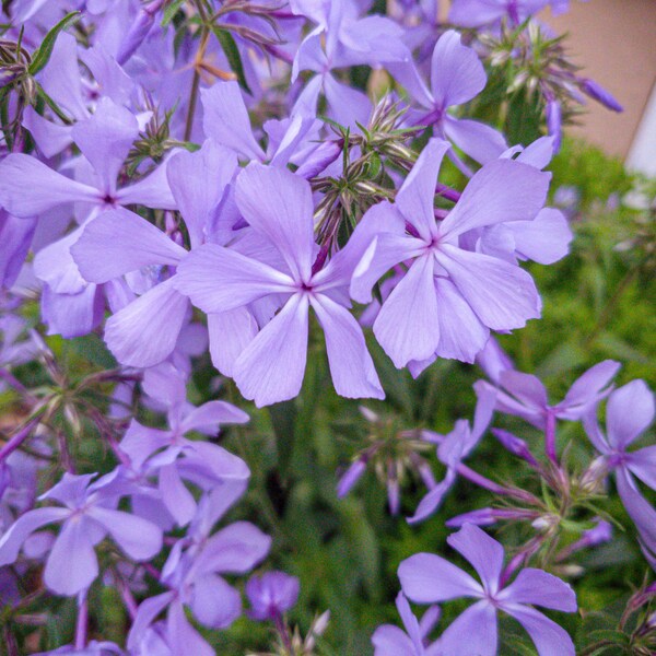 Phlox - Etsy