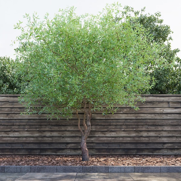 Corkscrew Willow Tree - Etsy