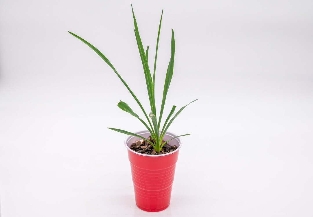 Potted Adam's Needle Yucca yucca Filamentosa L. - Etsy