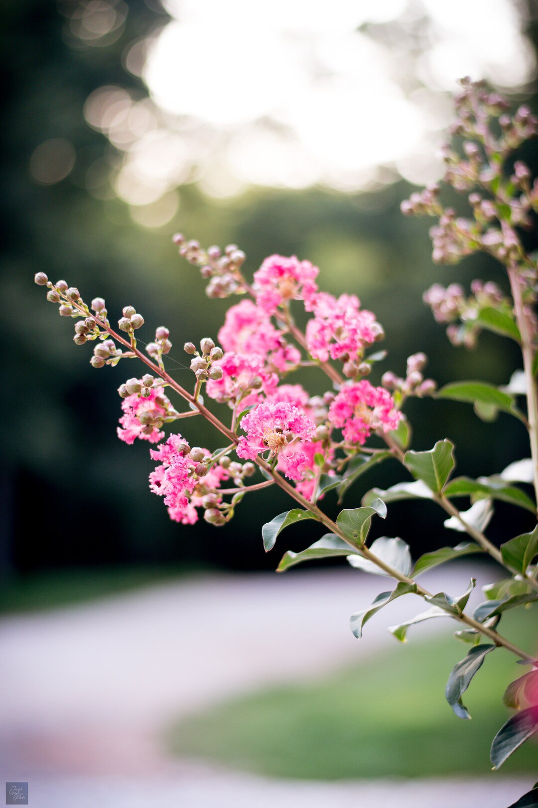 Crape Myrtle Tree (choice of Color) (starter Plant)(lagerstroemia) - Etsy