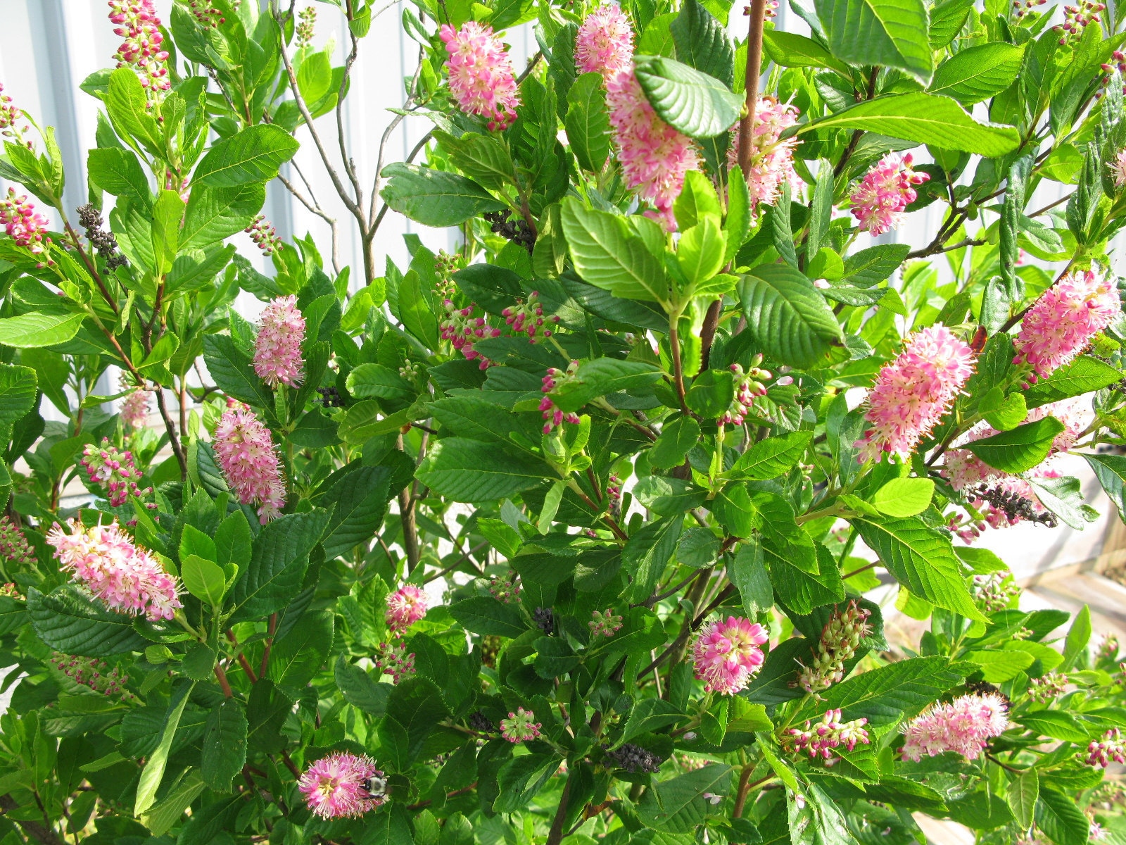 TWO- #1 Gallon Ruby Spice Summersweet (clethra Alnifolia 'ruby Spice ...