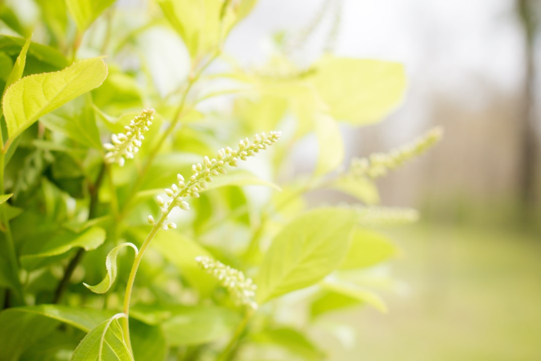 TWO- #1 Gallon- Short N' Sweet(tm) Sweetspire (itea Virginica 'merlot ...