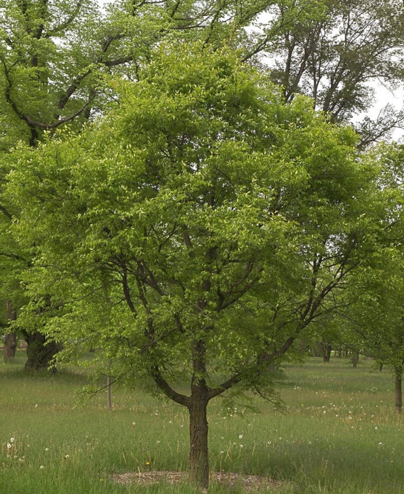 Potted Winged Elm Tree 6-12ulmus Alata | Etsy