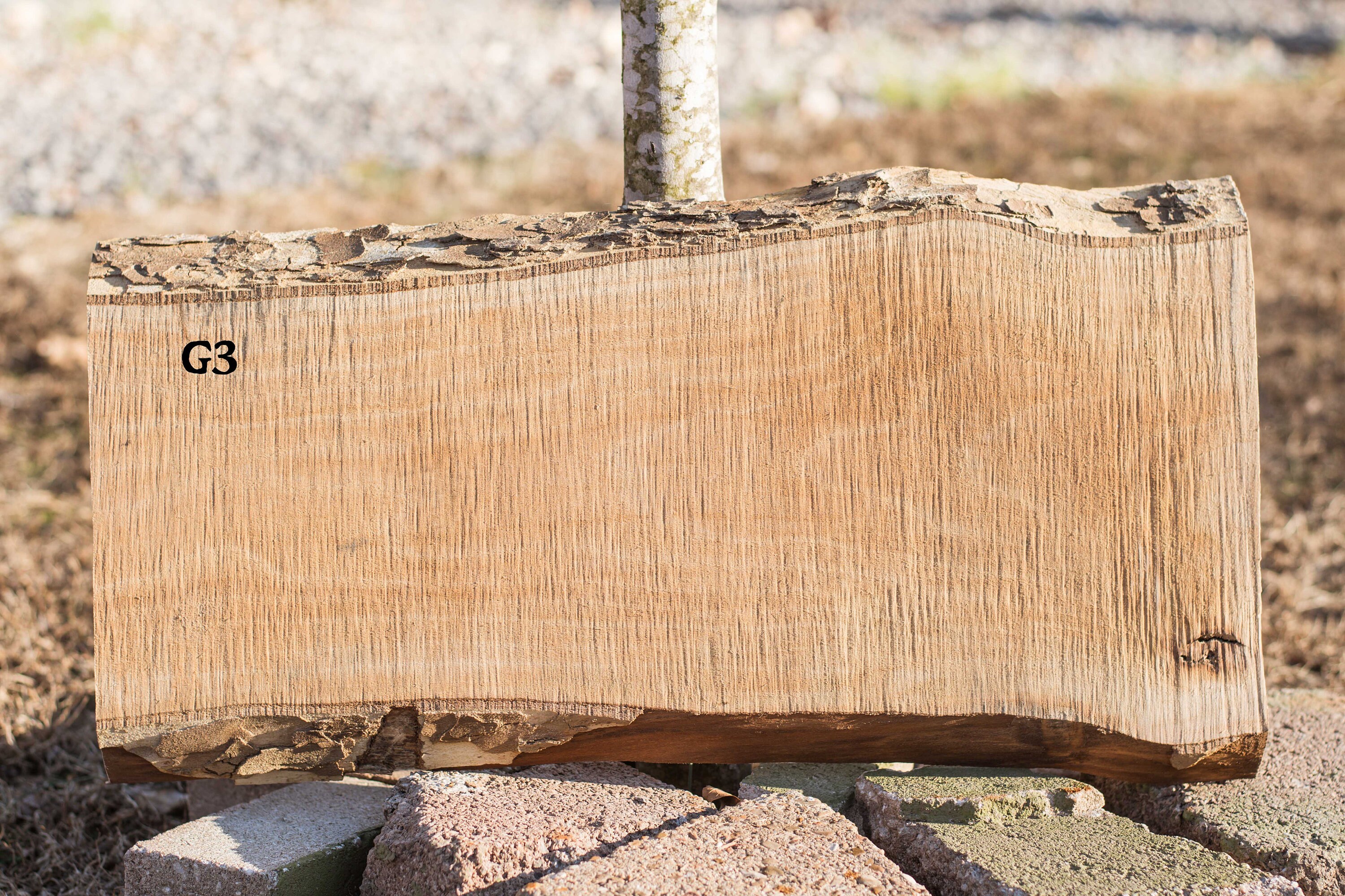 NEW ADDITIONS DIY Sycamore Wood Slabs Blank Lumber for - Etsy