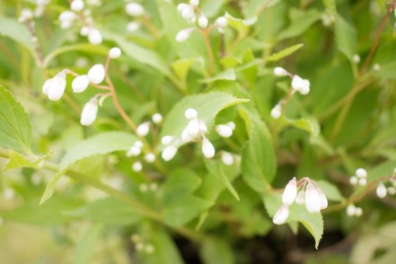 Plants Home & Living TWO Deutzia gracilis 'Nikko' Shrub #1 Gallon ...