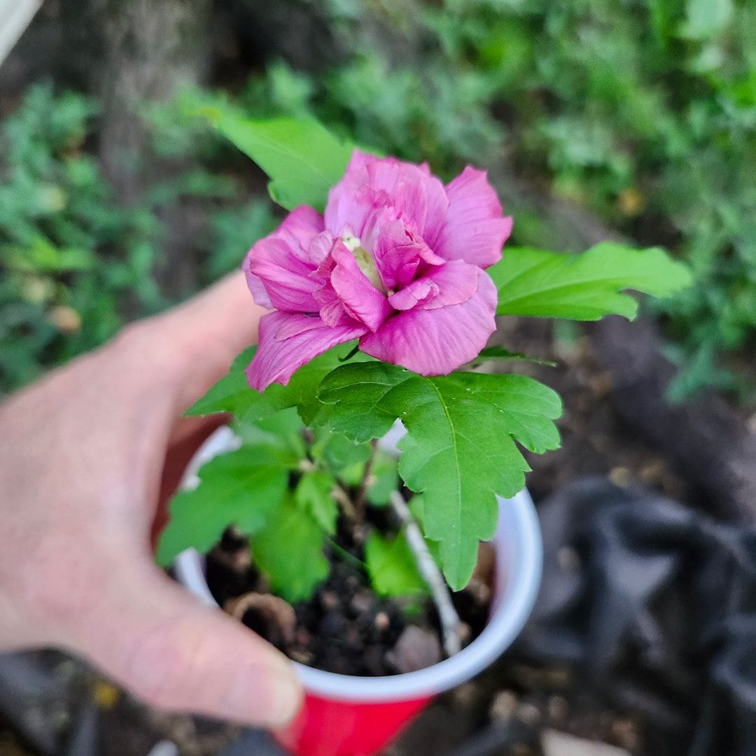 Rose of Sharon 'lucy' Plant (starter Plant)(hibiscus Syriacus 'lucy ...