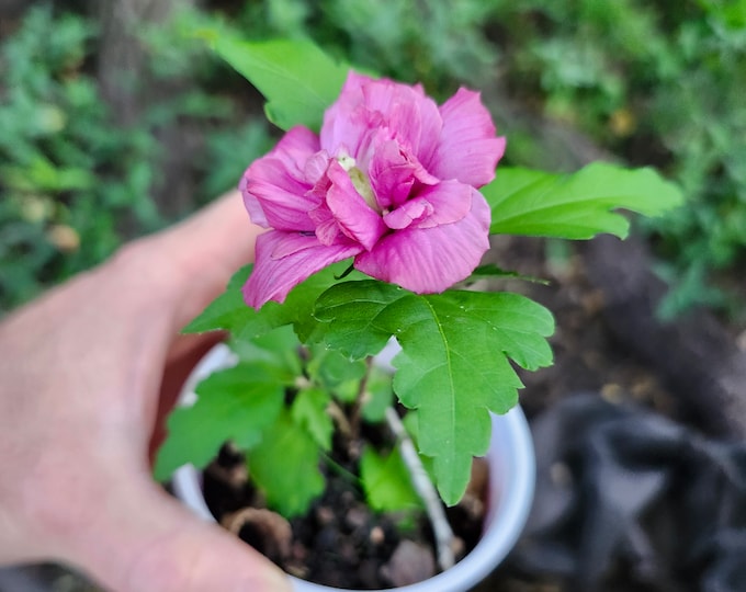 Rose of Sharon 'lucy' Plant (starter Plant)(hibiscus Syriacus 'lucy ...