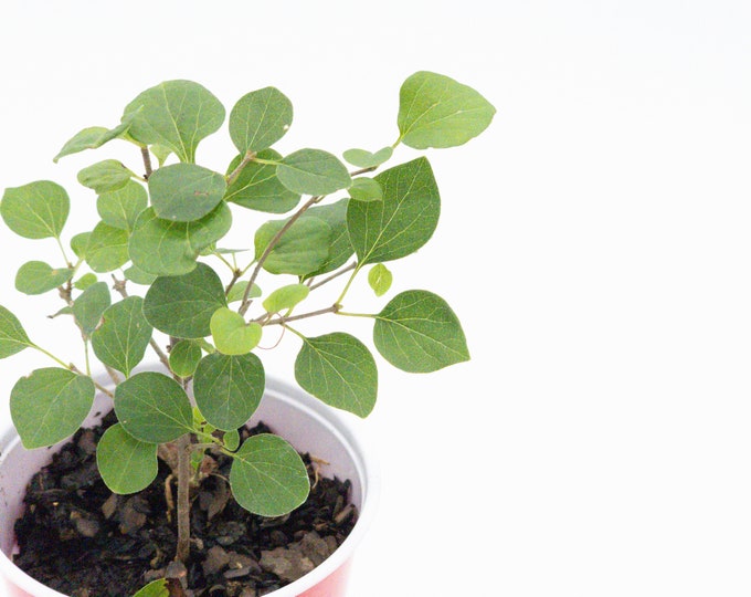 Purple Persian Lilac Shrub (syringa X Persica) - Etsy