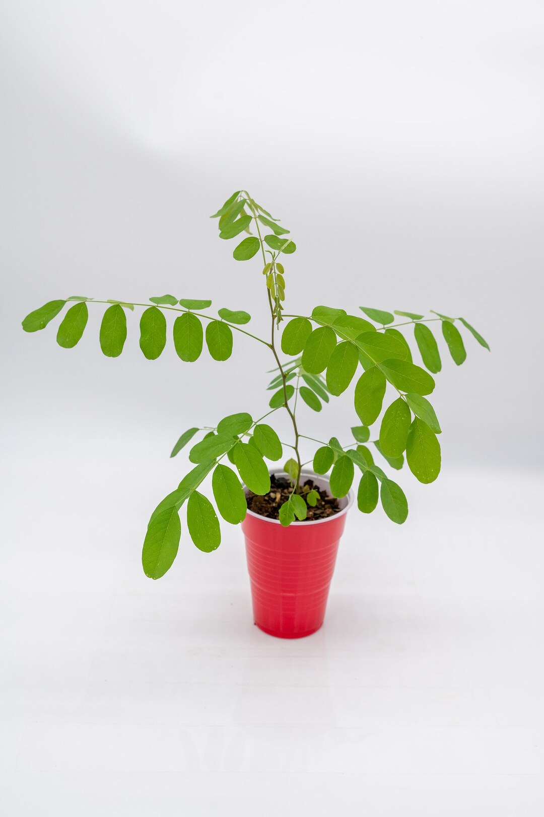 Black Locust Tree (seedling Sapling- Lightly Rooted) (robinia ...