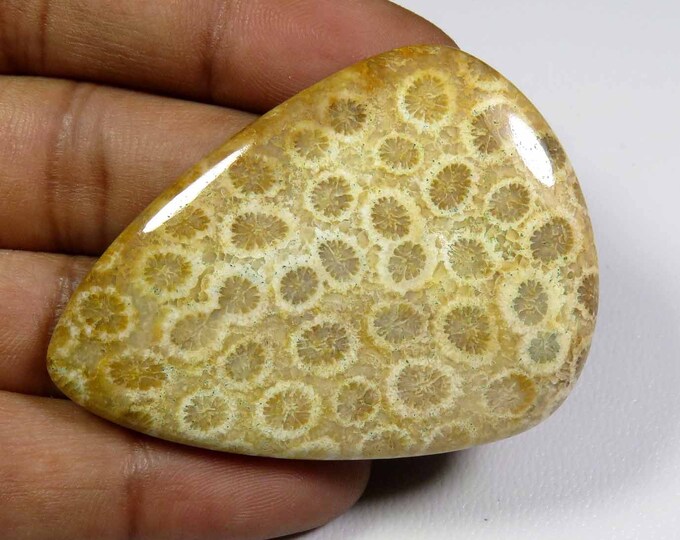 Fossil Coral Cabochon. ATTRACTIVE~ Yellow Fossil Coral. Fossil Coral ...