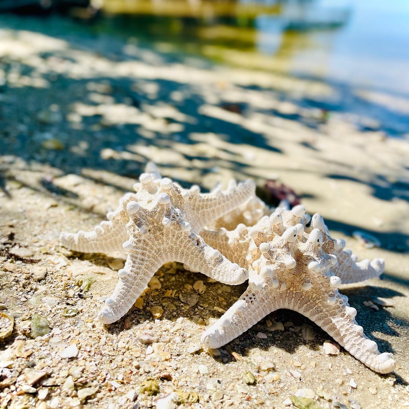 Starfish Home Decor - Etsy