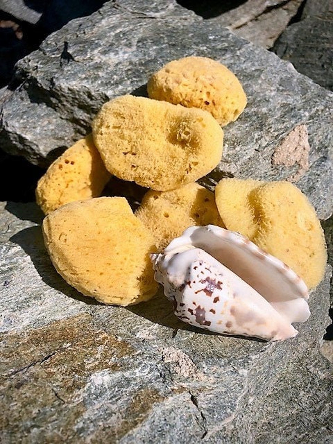 Yellow Sea Sponges Small Florida Sea Sponge Makeup Removal Art and ...