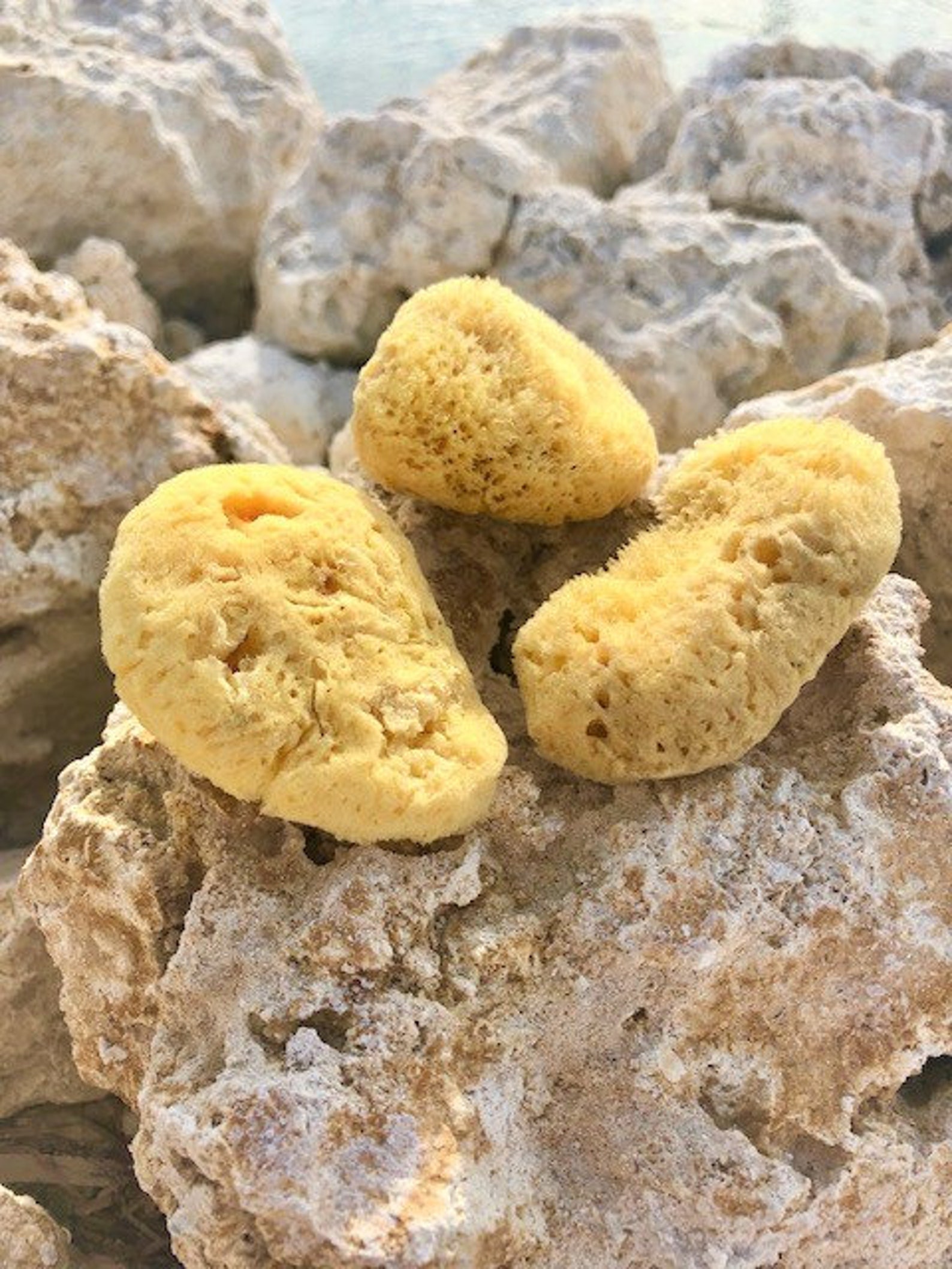Yellow Sea Sponges Small Florida Sea Sponge Makeup Removal Art and ...
