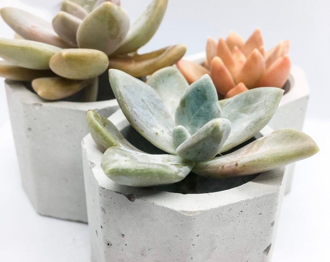 Concrete Pot Small Cylinder Concrete Pot 2 Concrete Planters Small ...