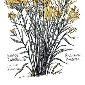Art Print: Rubber Rabbitbrush/chamisa Botanical Drawing - Etsy
