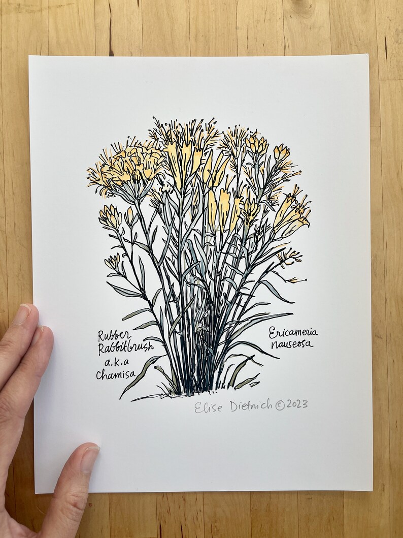 Art Print: Rubber Rabbitbrush/chamisa Botanical Drawing - Etsy