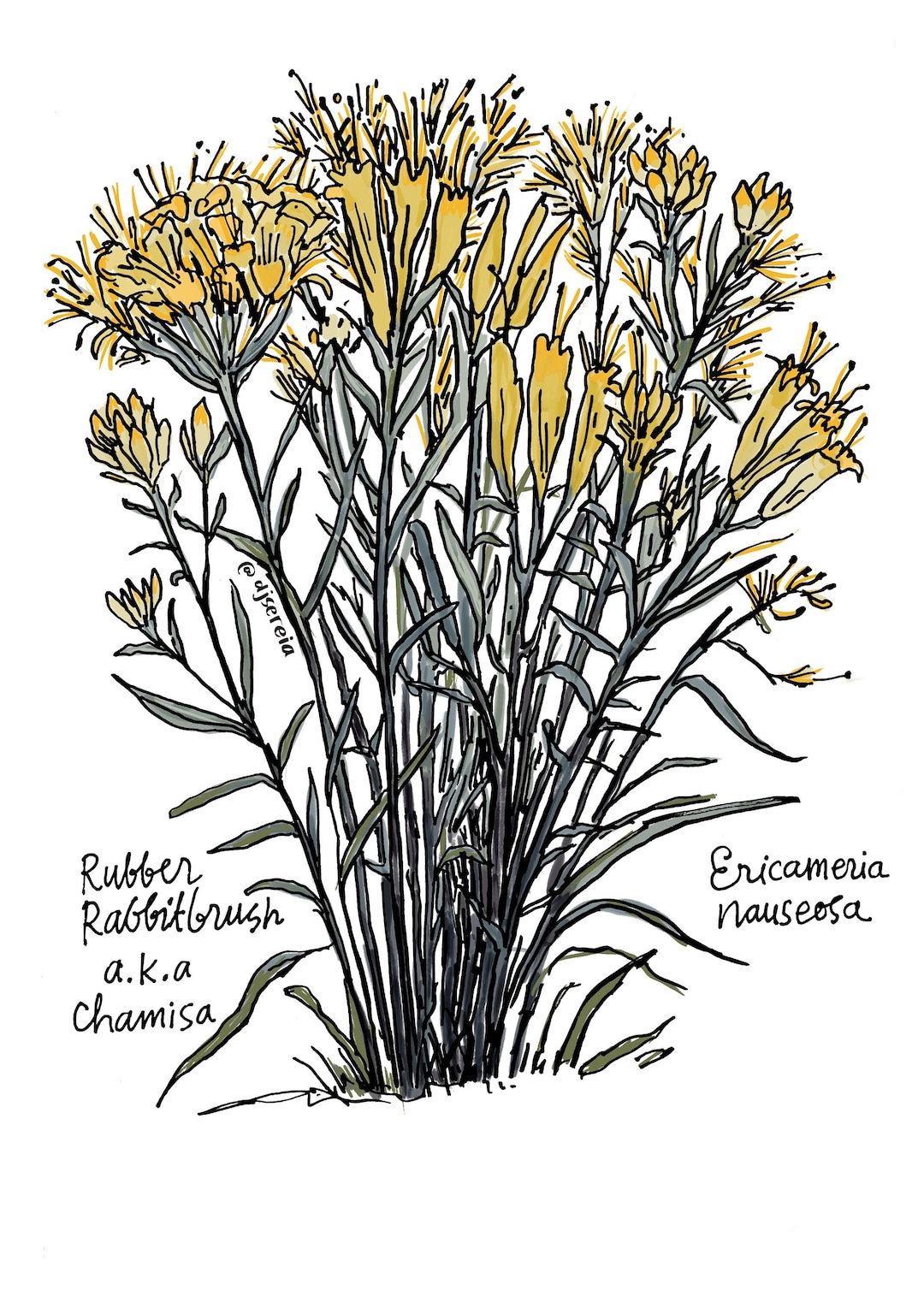 Art Print: Rubber Rabbitbrush/chamisa Botanical Drawing - Etsy