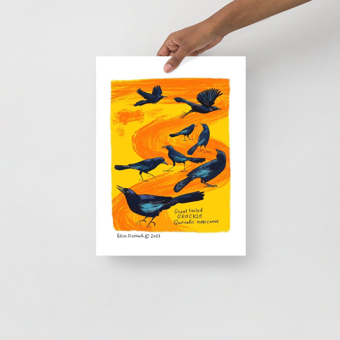 Great Tailed Grackle Art Print - Etsy