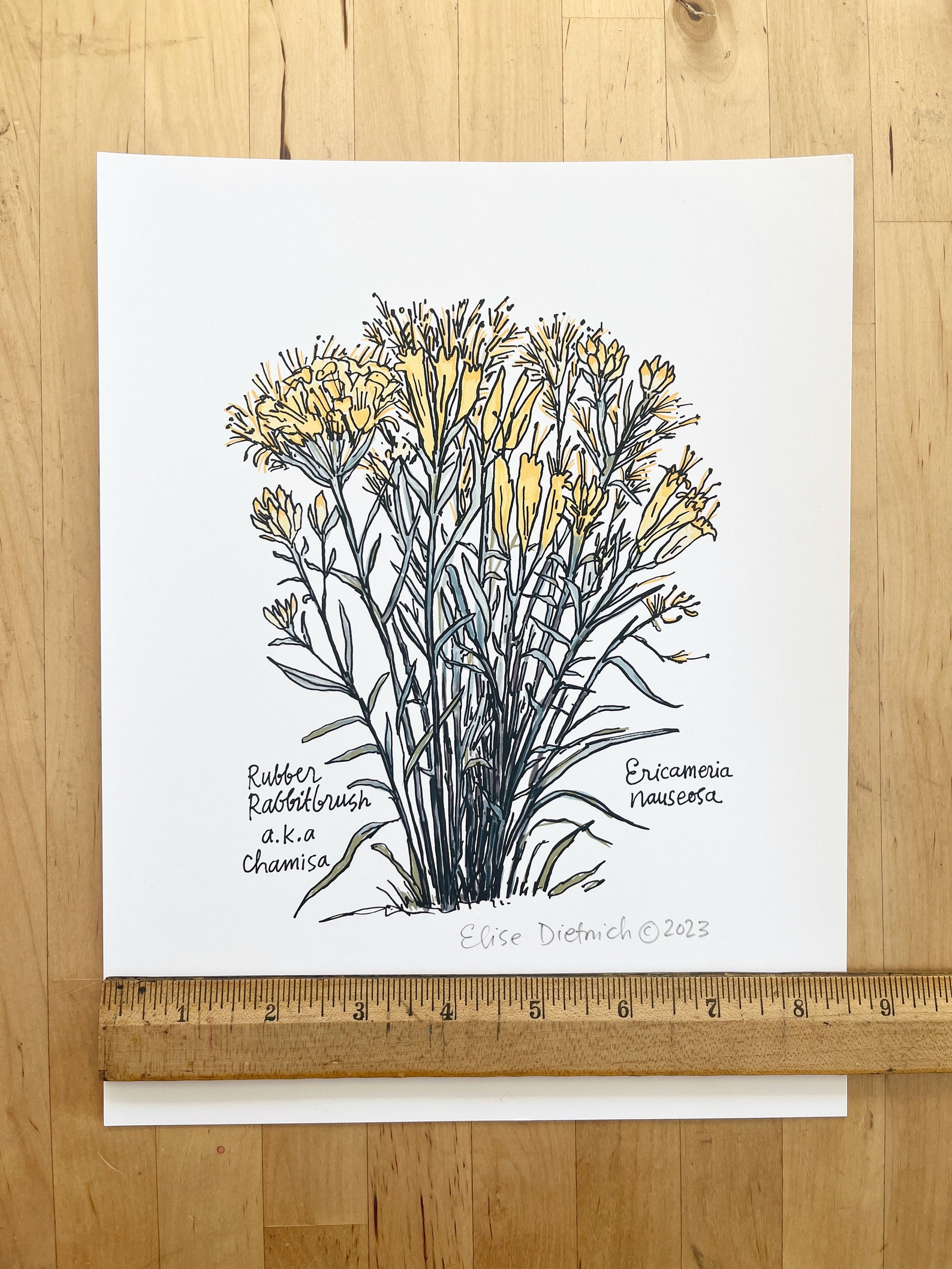 Art Print: Rubber Rabbitbrush/chamisa Botanical Drawing - Etsy