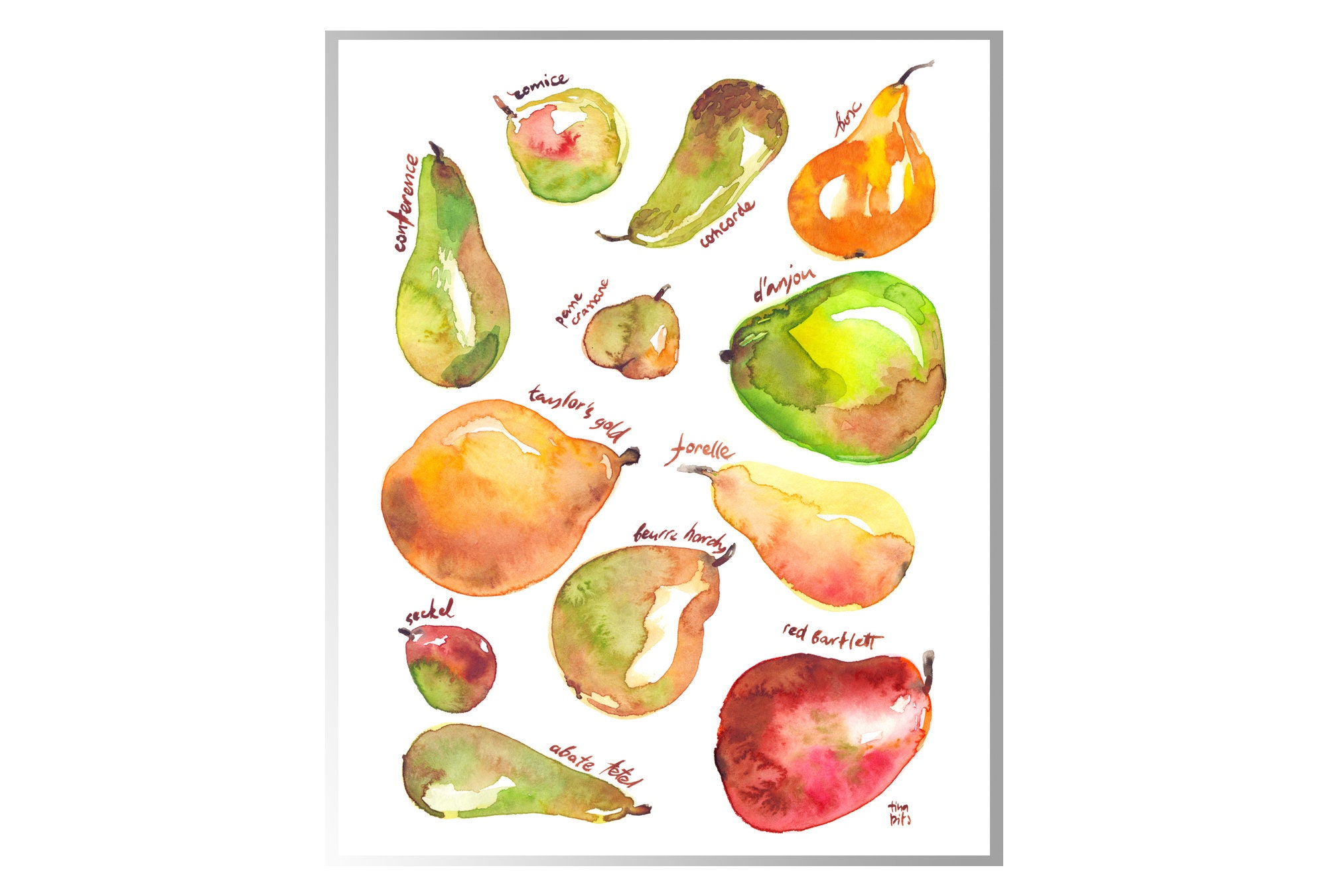 Pear Types Poster, Printable Watercolor Art, Digital Watercolour Art ...