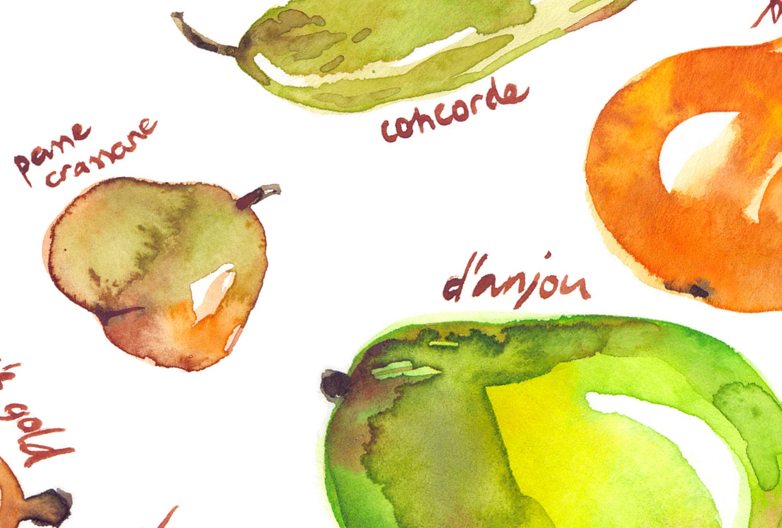 Pear Types Poster, Printable Watercolor Art, Digital Watercolour Art ...