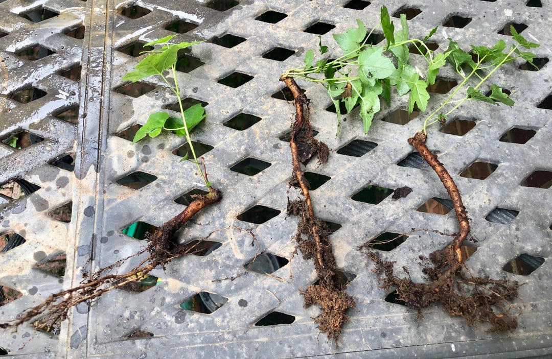1 American Sweetgum - BARE ROOT Tree Seedling (liquidambar Styraciflua ...