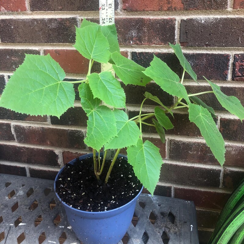 Empress Tree - Etsy