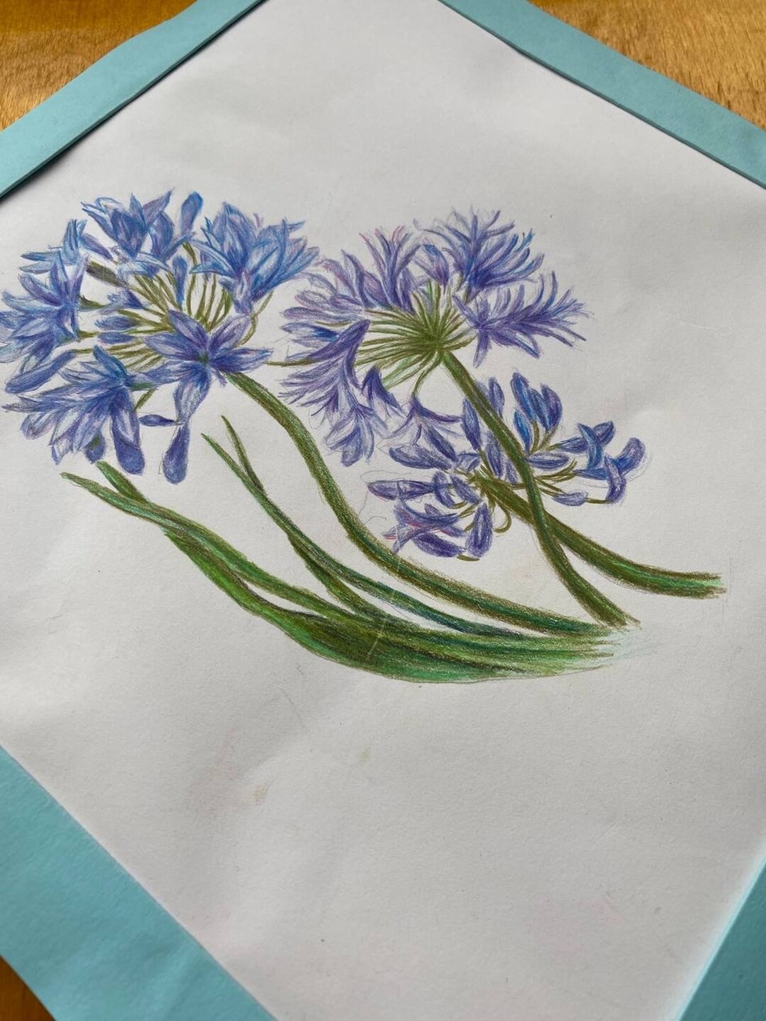 Blue Flower. Azure. Blue. Plumbago. Free Shipping. - Etsy