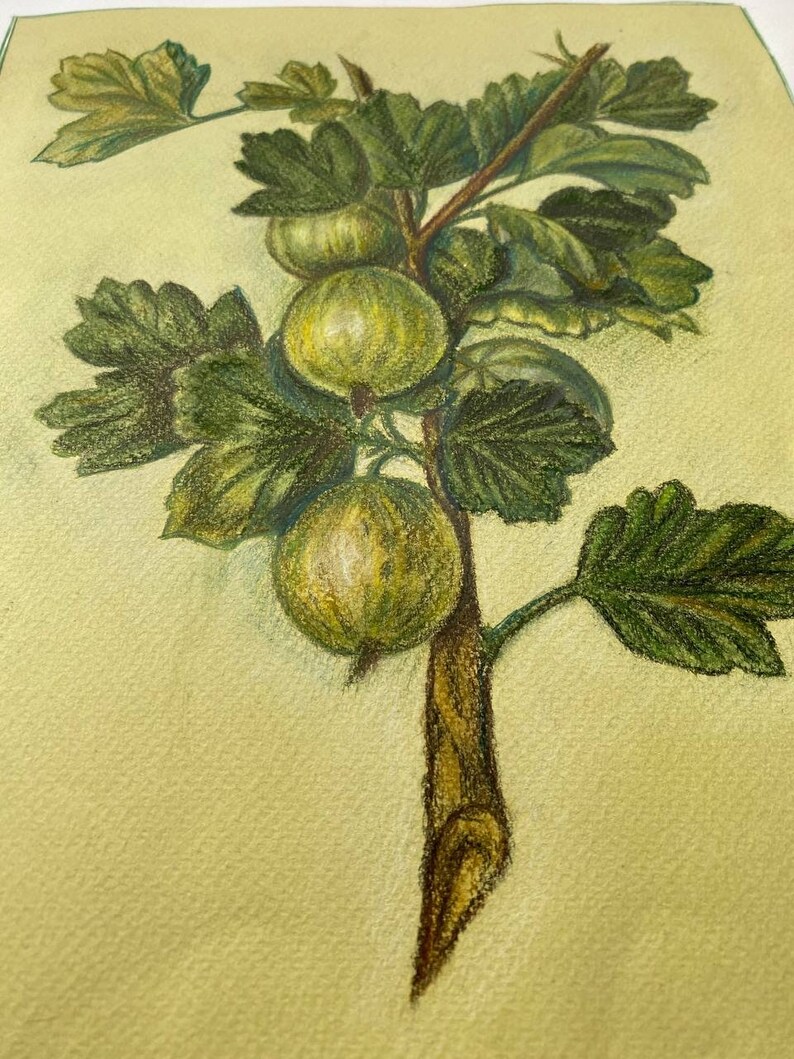 Gooseberry. Plumbago. Fruits. Picture in the Kitchen. Free Shipping. - Etsy