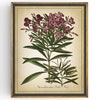 TEA PLANT Botanical Print Vintage Botanical Tea Print Medicinal Plant ...