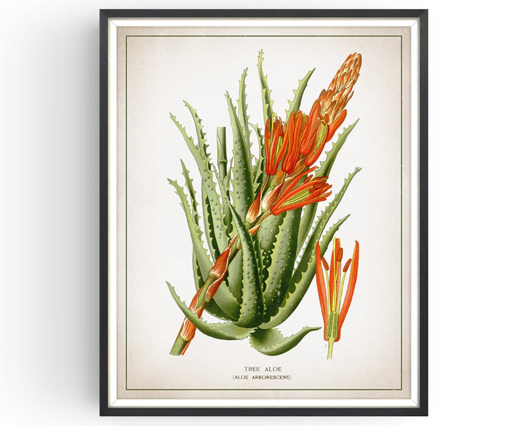 TREE ALOE - Botanical Print - Vintage Botanical - Aloe Vera Art ...