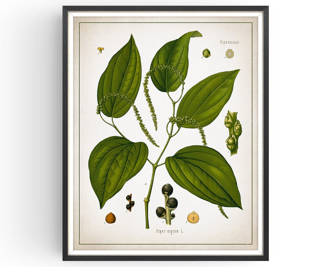 BLACK PEPPER Botanical Print Vintage Botanical Aromatherapy Medicinal ...