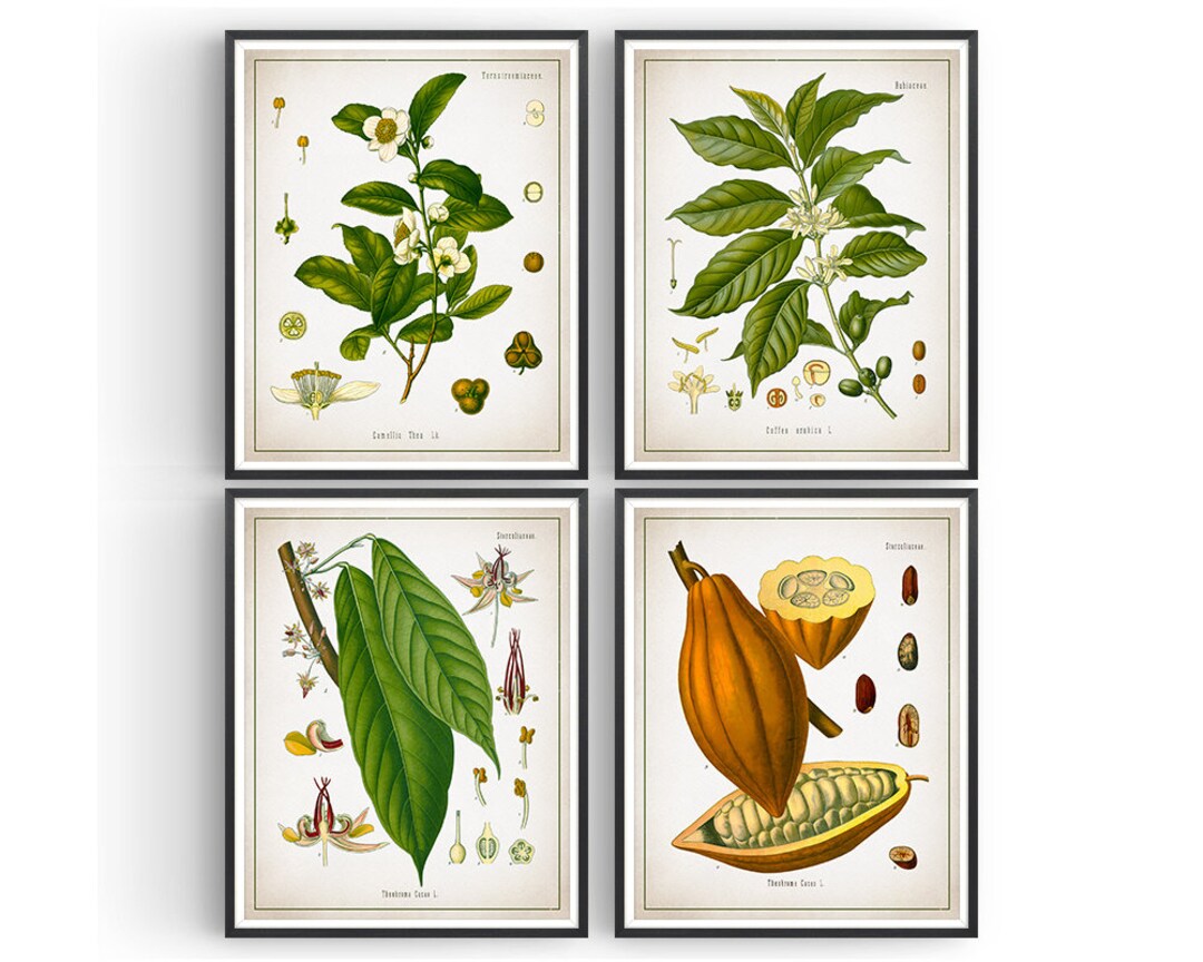TEA COFFEE CHOCOLATE Botanical Prints Tea Plant Coffee Arabica Cocoa ...