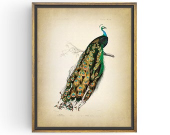 Art Deco Peacock | Etsy UK