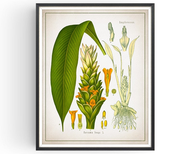 TURMERIC Botanical Print Vintage Botanical Spice Print - Etsy