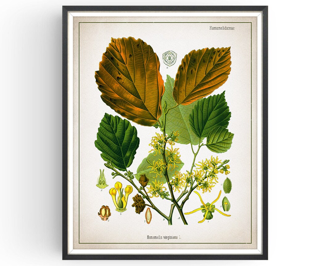 WITCH HAZEL - Botanical Print - Vintage Botanical - Medicinal Plant ...
