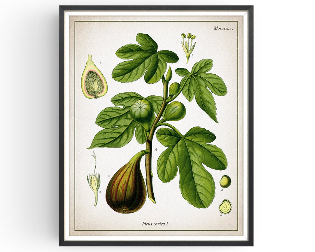 FIG Print Botanical Print Vintage Botanical Fig Print Brown Turkey Fig ...