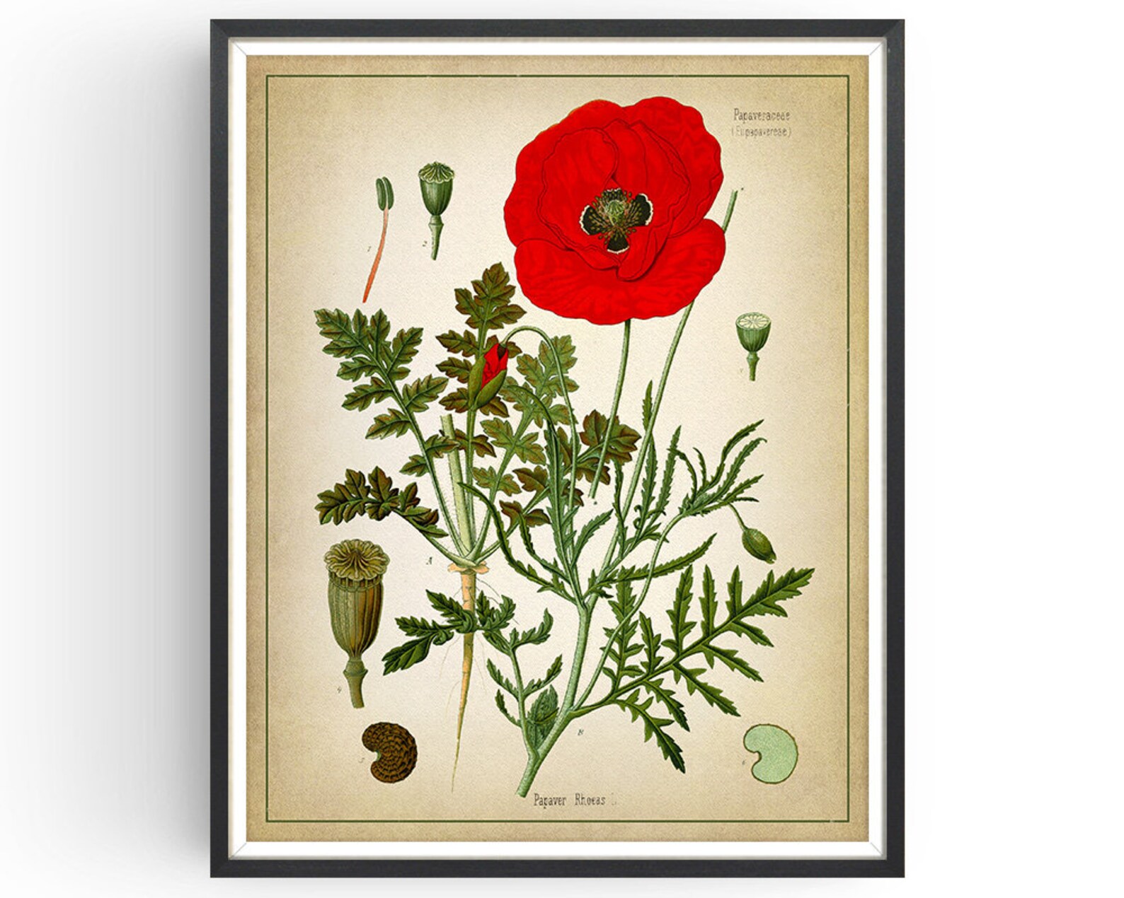 FIELD POPPY Botanical Print Poppy Print Vintage - Etsy