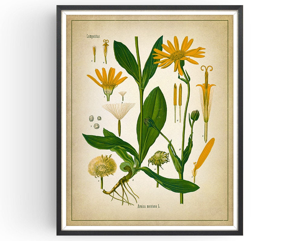 ARNICA Botanical Print Vintage Botanical Healing Art | Etsy
