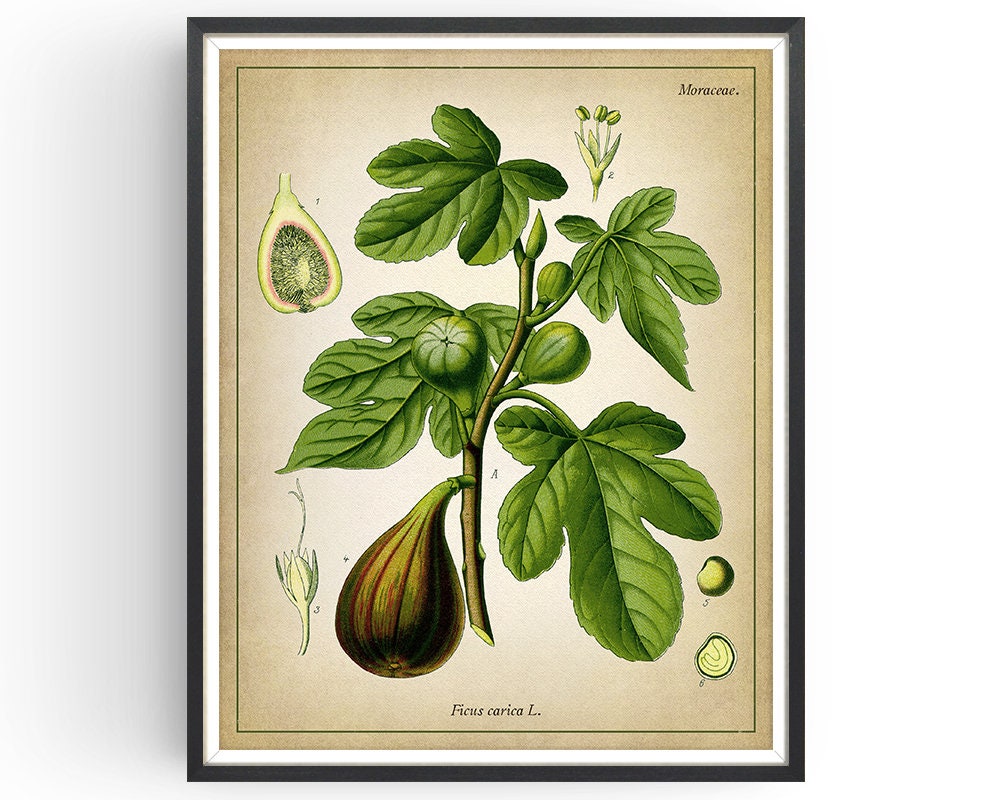 FIG Print Botanical Print Vintage Botanical Fig Print | Etsy