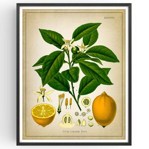 LEMON Botanical Print Vintage Botanical Aromatherapy Art Medicinal ...