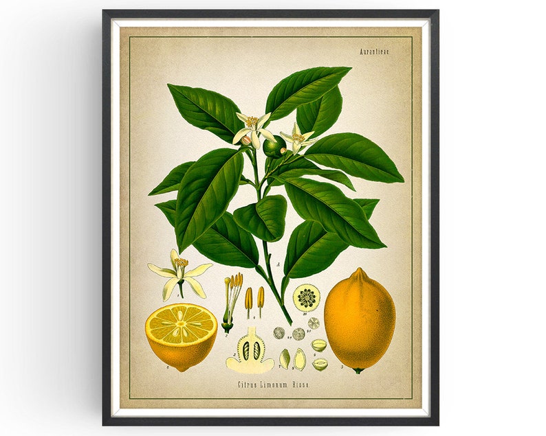LEMON Botanical Print Vintage Botanical Aromatherapy Art | Etsy