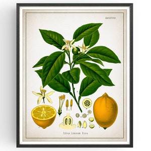 LEMON Botanical Print Vintage Botanical Aromatherapy Art Medicinal ...