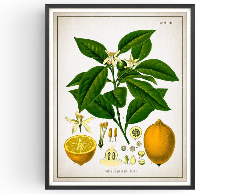 LEMON Botanical Print Vintage Botanical Aromatherapy Art | Etsy
