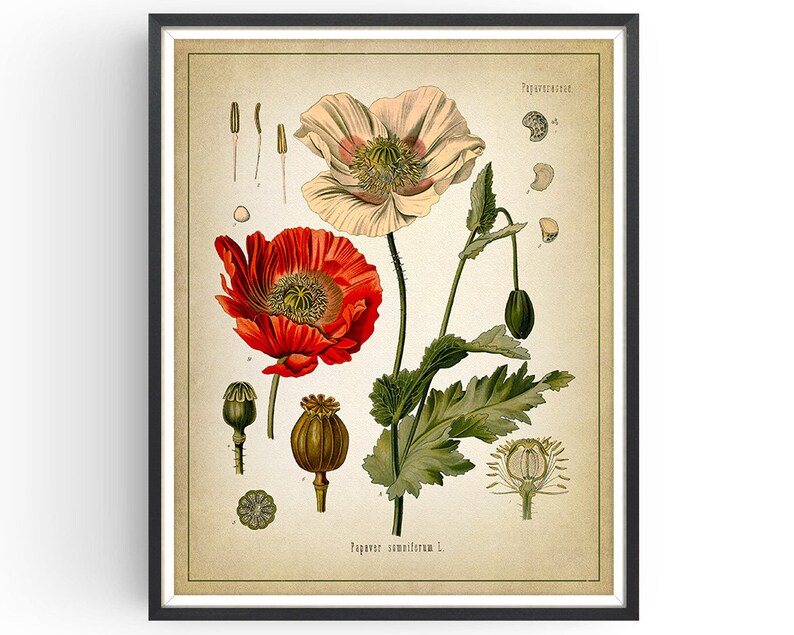 OPIUM POPPY Botanical Print Vintage Botanical Narcotic | Etsy