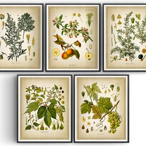 ALCOHOL MAKING PLANTS Botanical Prints Set of 5 Hop Grapevine Apple ...