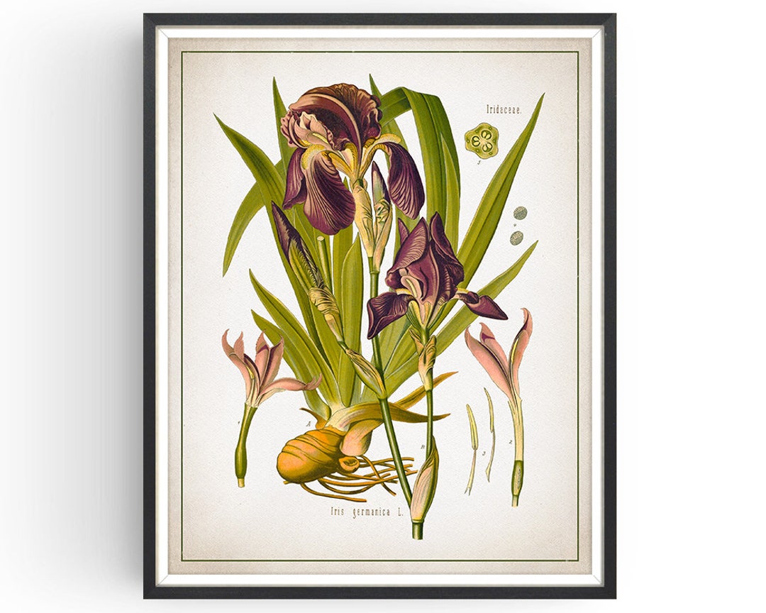 IRIS GERMAN Botanical Print Vintage Botanical Orris Root Art Medicinal ...