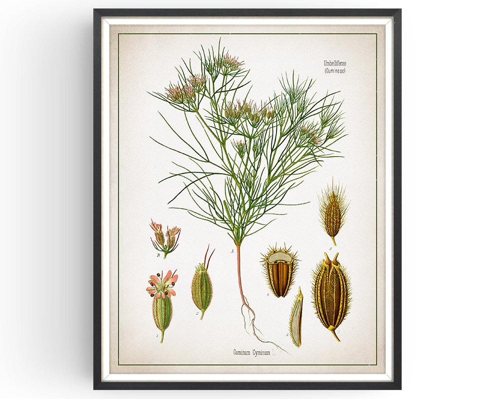 CUMIN Botanical Print Vintage Botanical Aromatherapy Art - Etsy