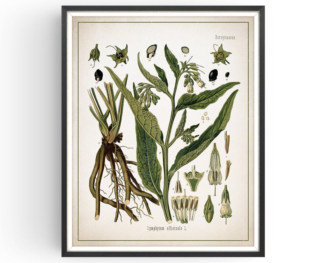 COMFREY - Botanical Print - Vintage Botanical - Botanical Art ...